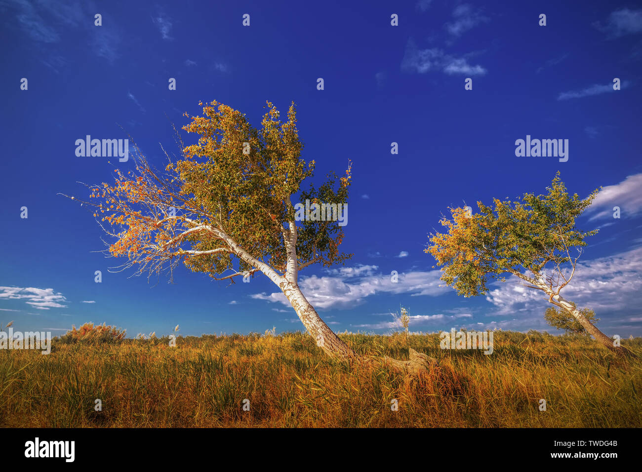Dawn daylight park bright sun tourist environment with conifers ...