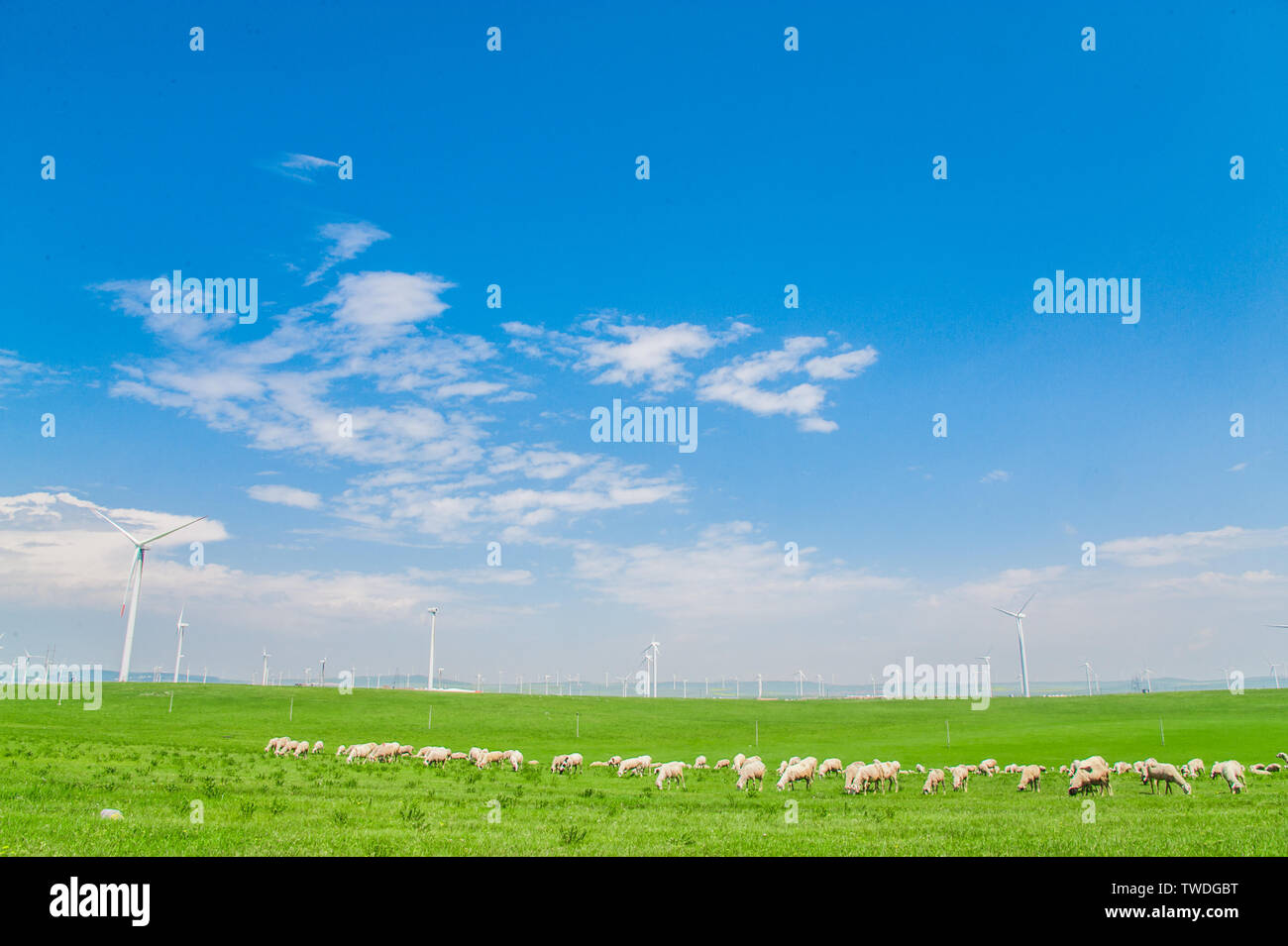 Dairy sheep husbandry hi-res stock photography and images - Alamy