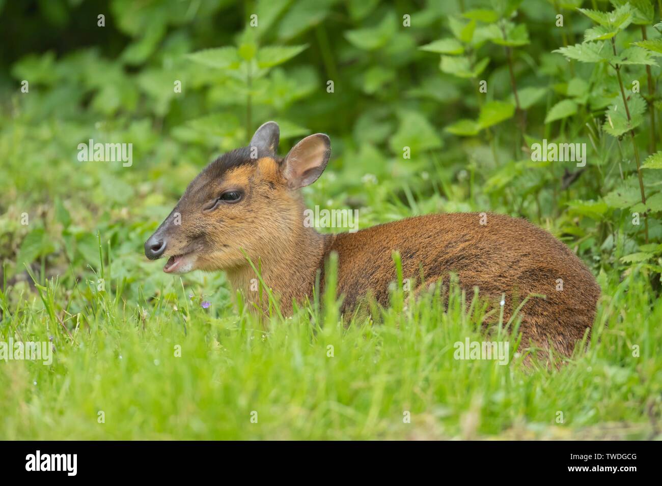 Reevess muntjac hi-res stock photography and images - Alamy
