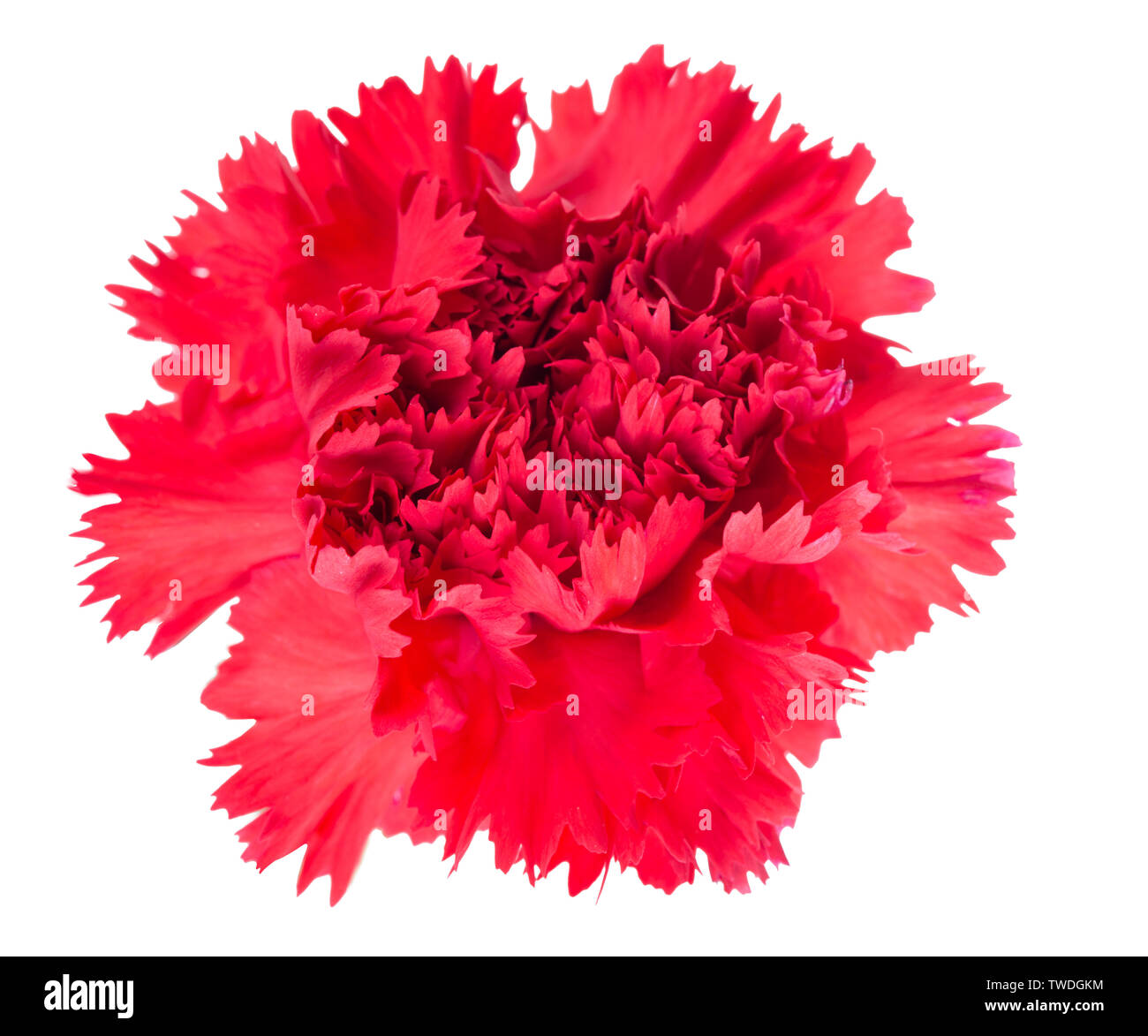 Carnation plants Cut Out Stock Images & Pictures - Alamy