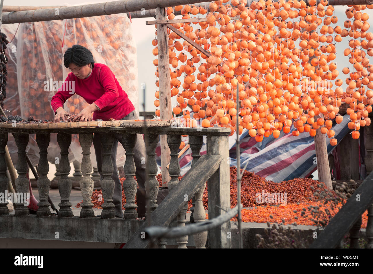 The persimmon is red Stock Photo - Alamy