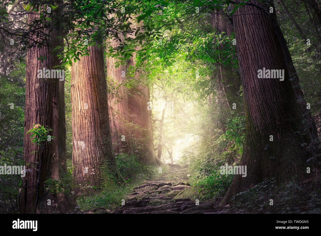 Fairy tales in the dream forest in the autumn tree kingdom of West ...