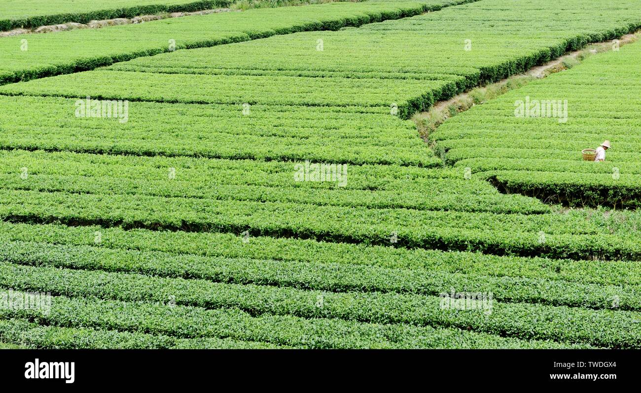 Tea garden scenery Stock Photo - Alamy
