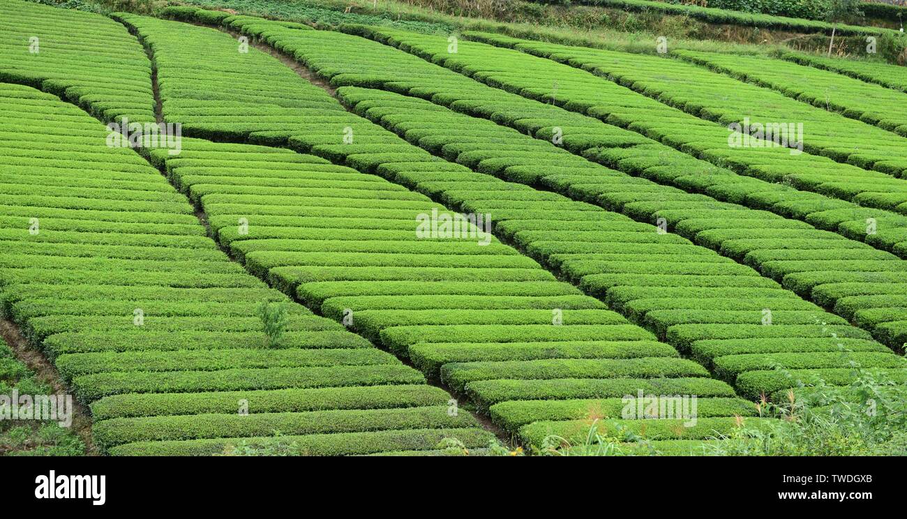 Tea garden scenery Stock Photo - Alamy
