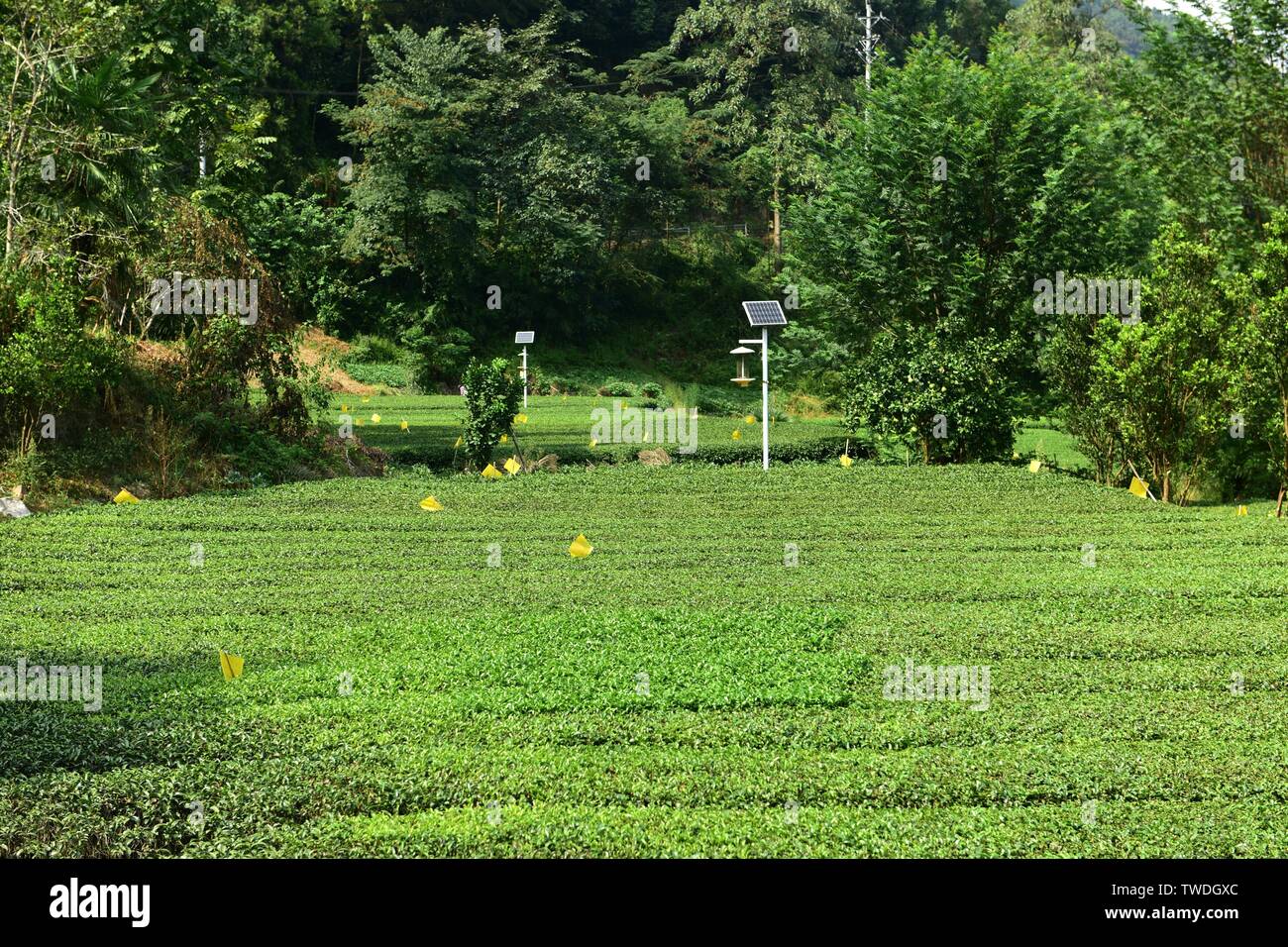 Organic Ecological Tea Garden Stock Photo - Alamy