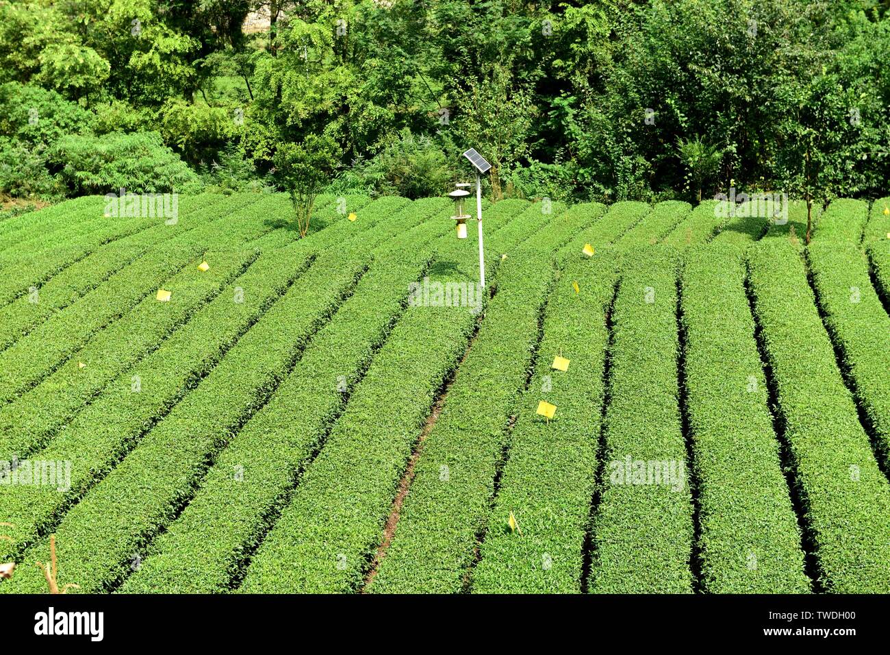 Organic Ecological Tea Garden Stock Photo - Alamy