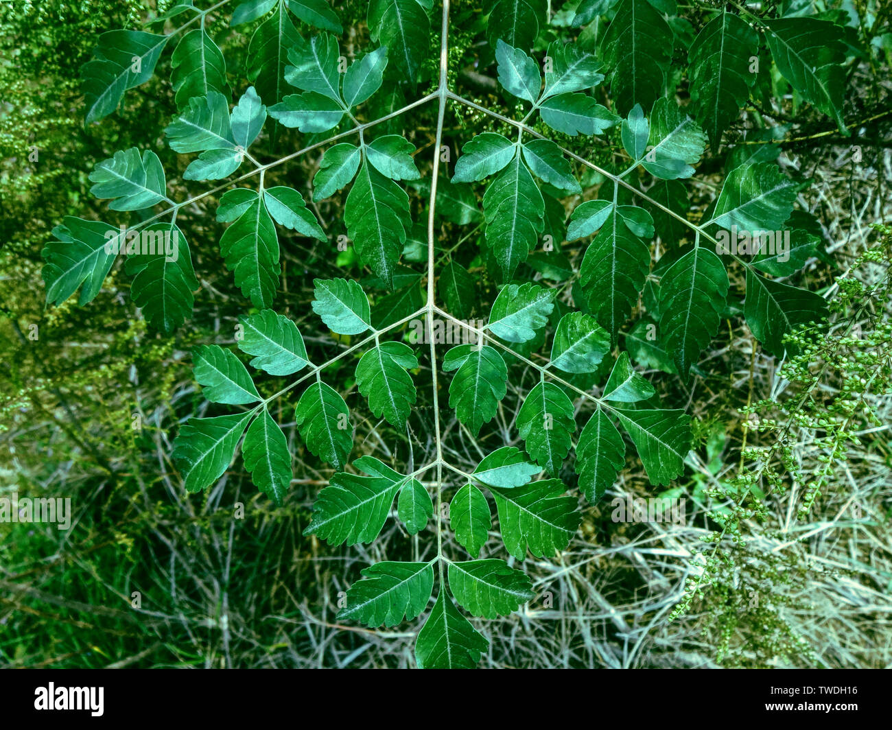 Neem trees hi-res stock photography and images - Alamy