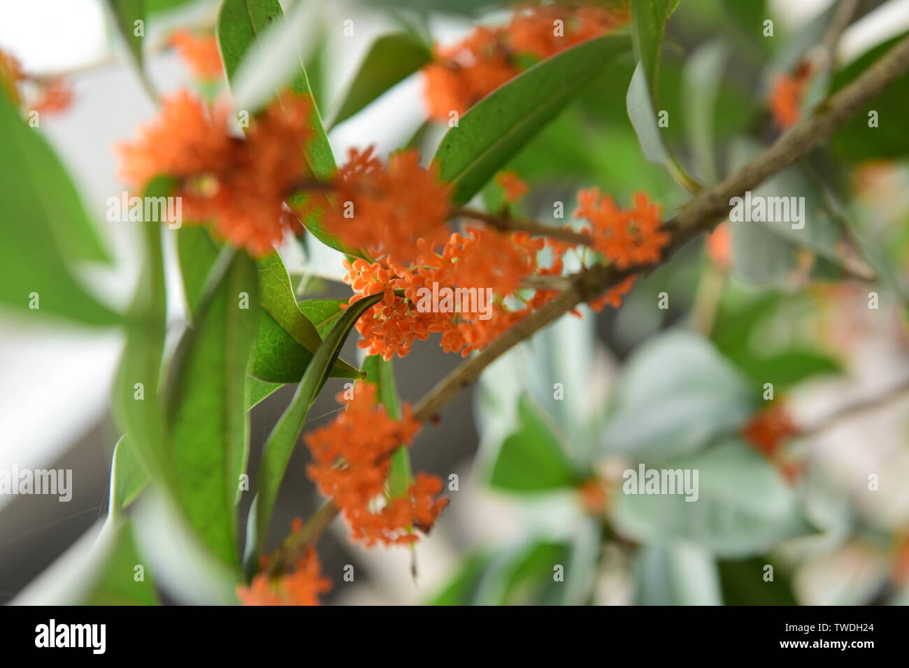 Dangui hi-res stock photography and images - Alamy