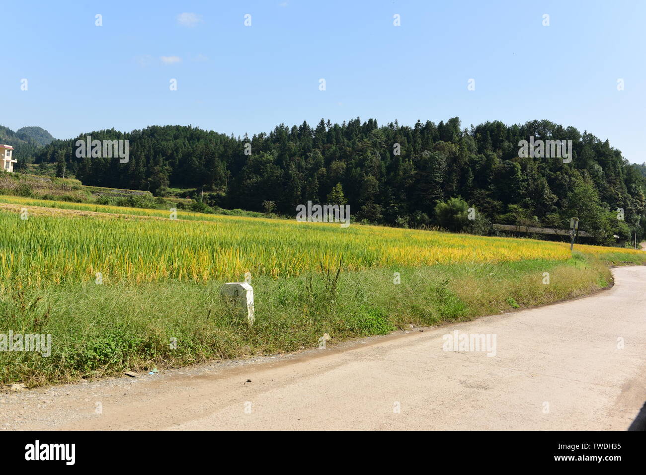 High definition rice hi-res stock photography and images - Alamy