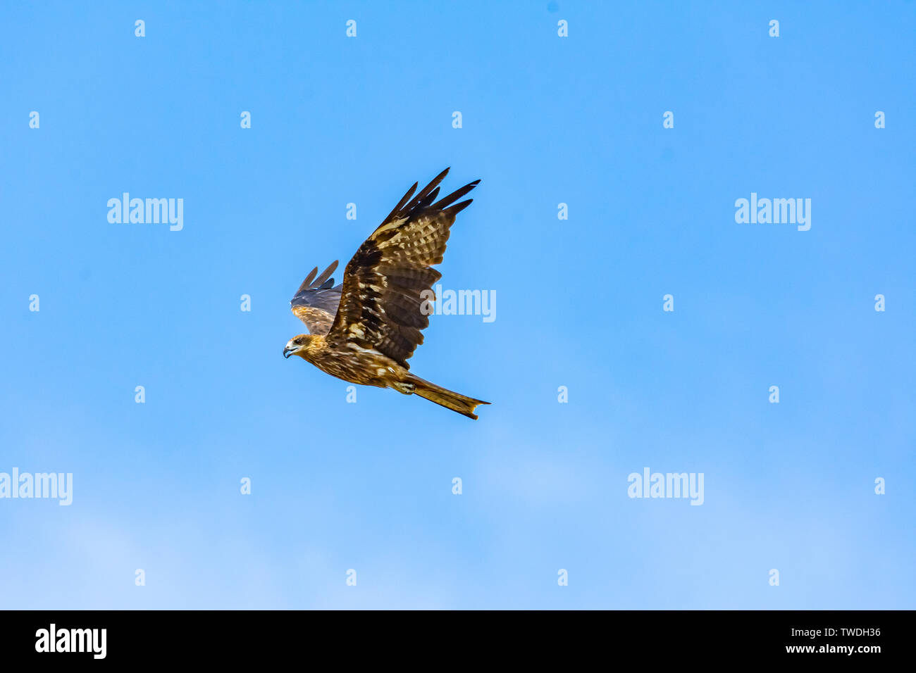 Beautiful eagle hawk flying hi-res stock photography and images - Alamy