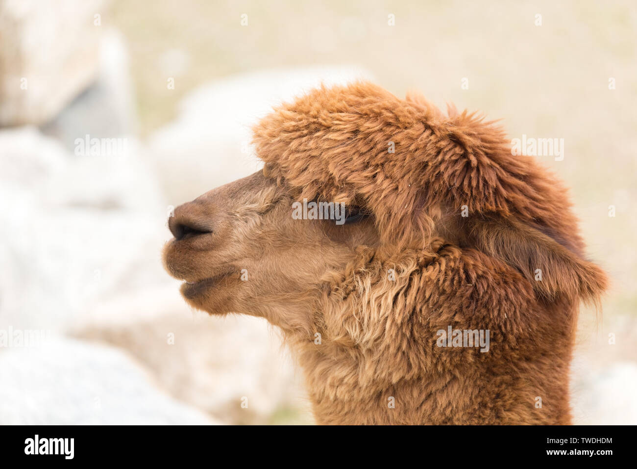 Closeup of an alpaca's face Stock Photo - Alamy
