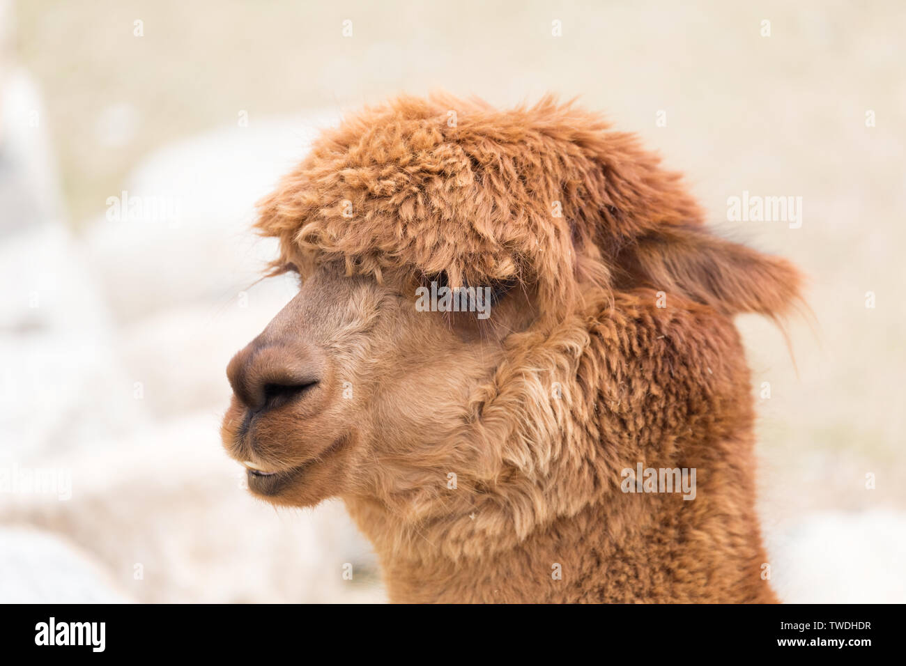 Closeup of an alpaca's face Stock Photo - Alamy