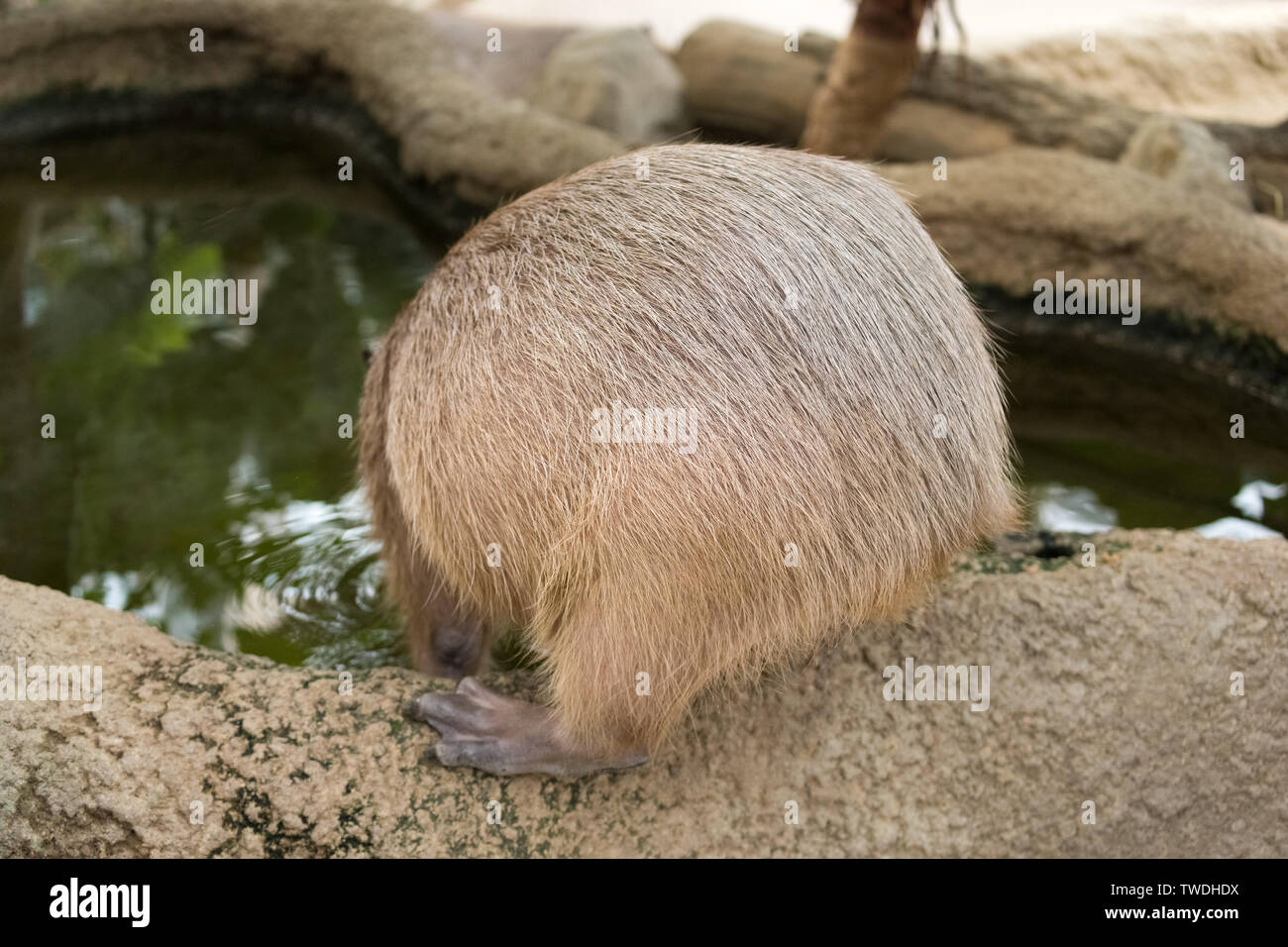 Back of an capybara's body Stock Photo - Alamy
