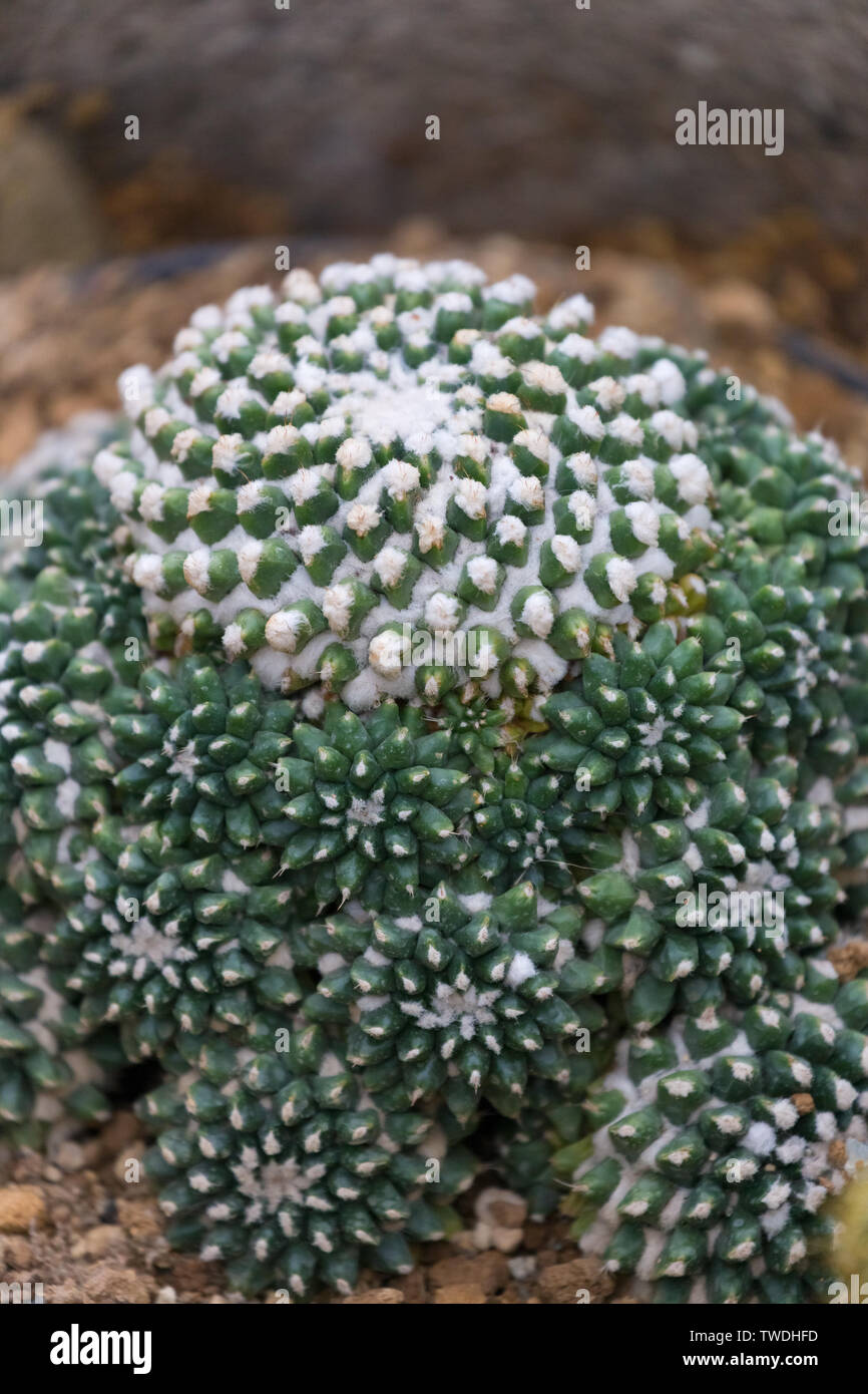 Cactus is a member of the plant family Cactaceae Stock Photo - Alamy