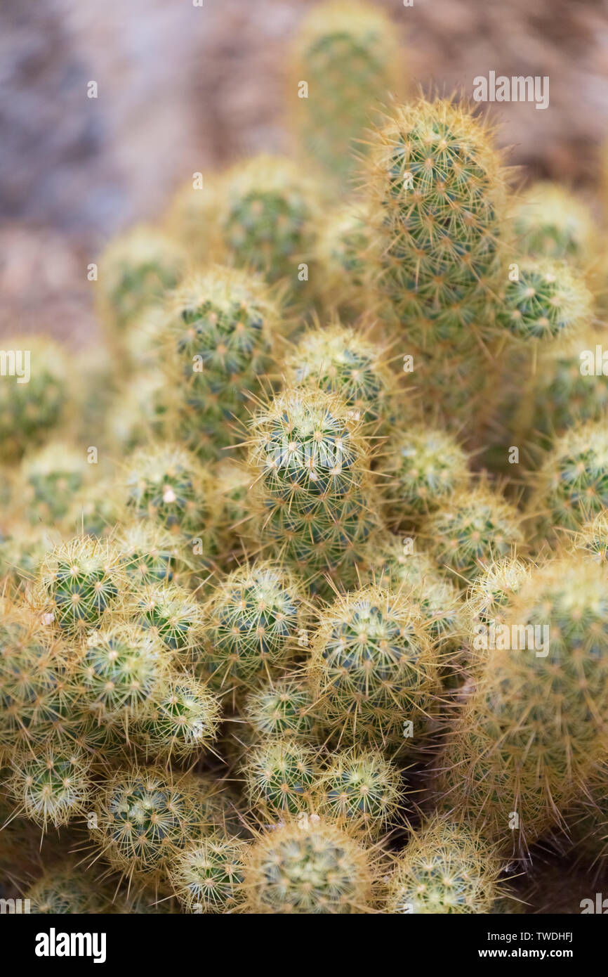 Cactus is a member of the plant family Cactaceae Stock Photo - Alamy