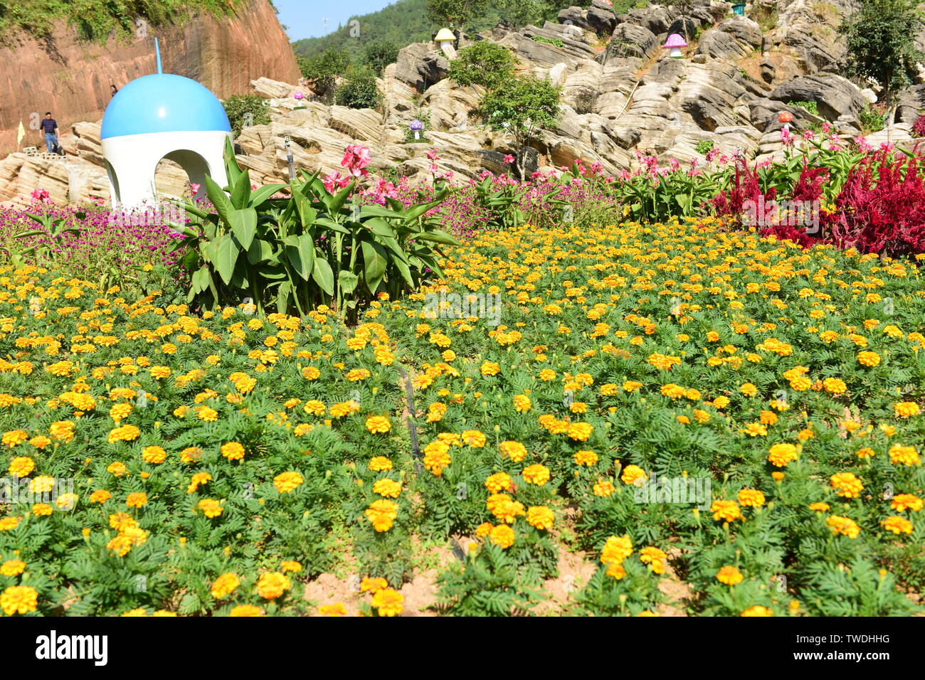 Flower sea scenery Stock Photo - Alamy