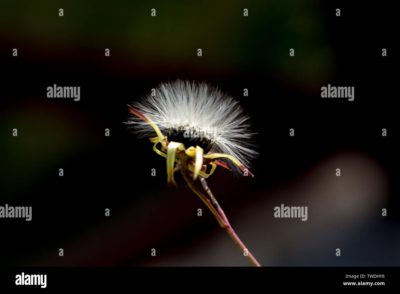 Insects on wildflowers Stock Photo - Alamy