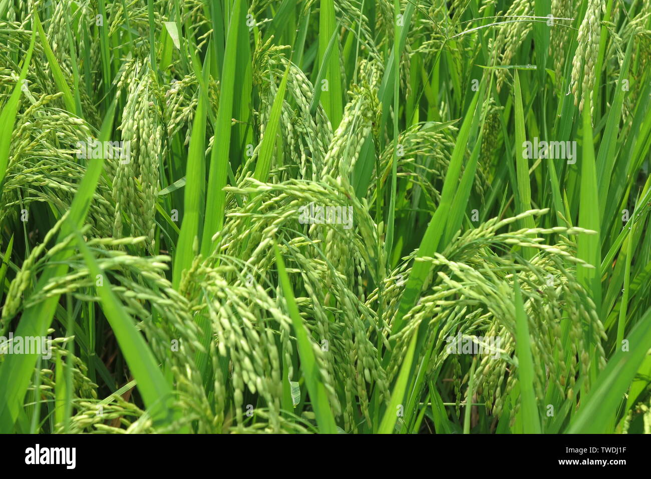 Rice spikes and rice grains hi-res stock photography and images - Alamy