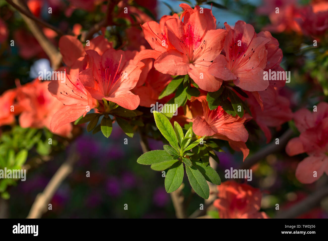 Dark high contrast hi-res stock photography and images - Alamy