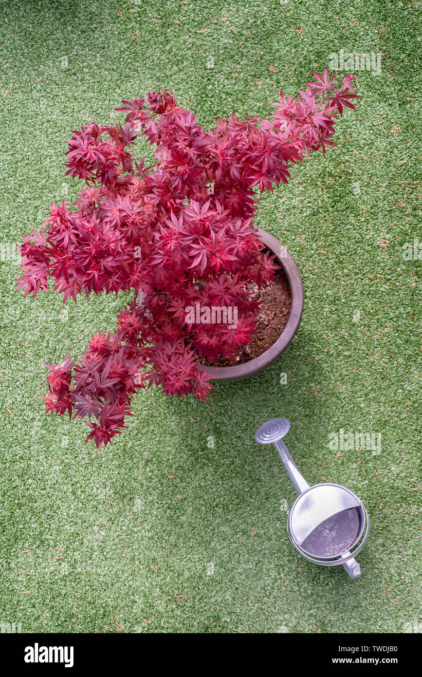 Japanese maple - Acer palmatum - tree and water can on a synthetic ...