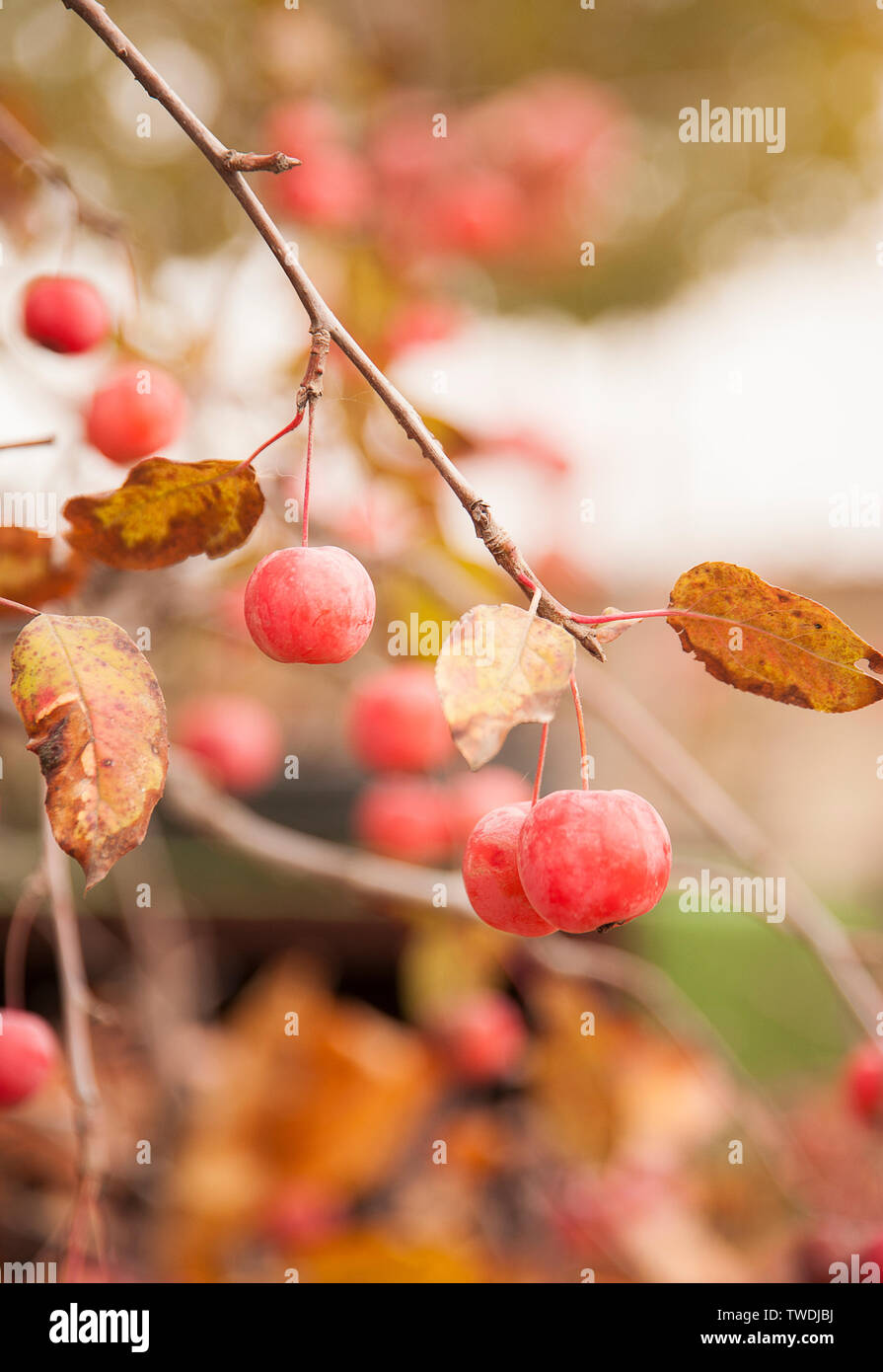 The red fruit of the autumn branches Stock Photo - Alamy