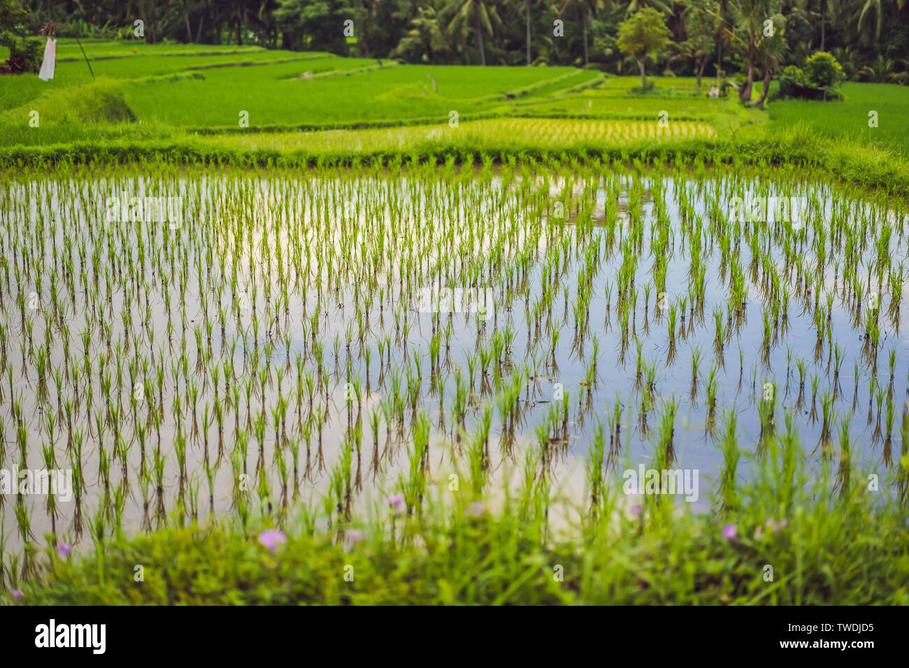 View of Young rice sprout ready to growing in the rice field Stock ...
