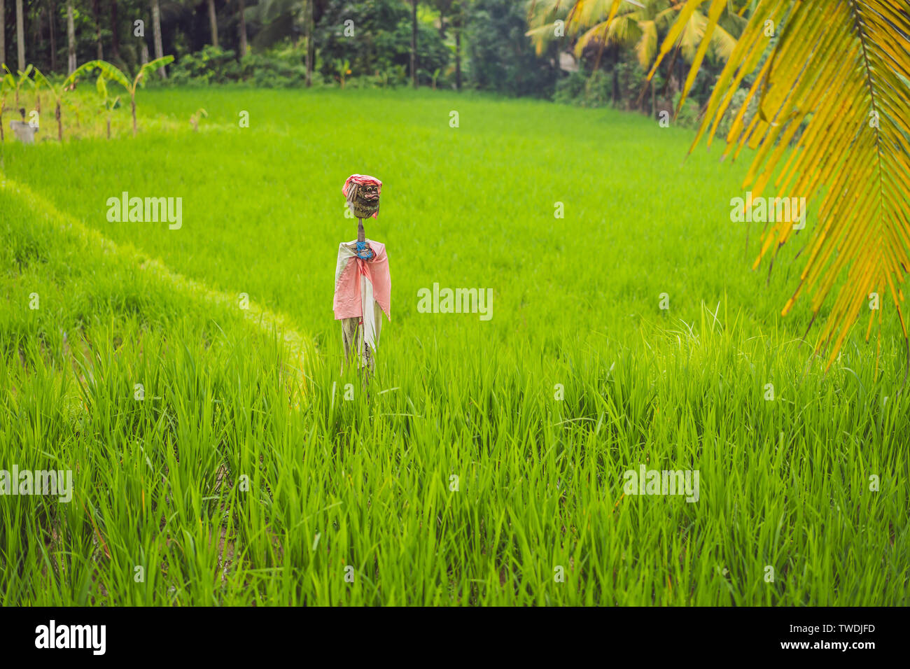Scarecrow in the rice field. Bali Tourism Stock Photo - Alamy