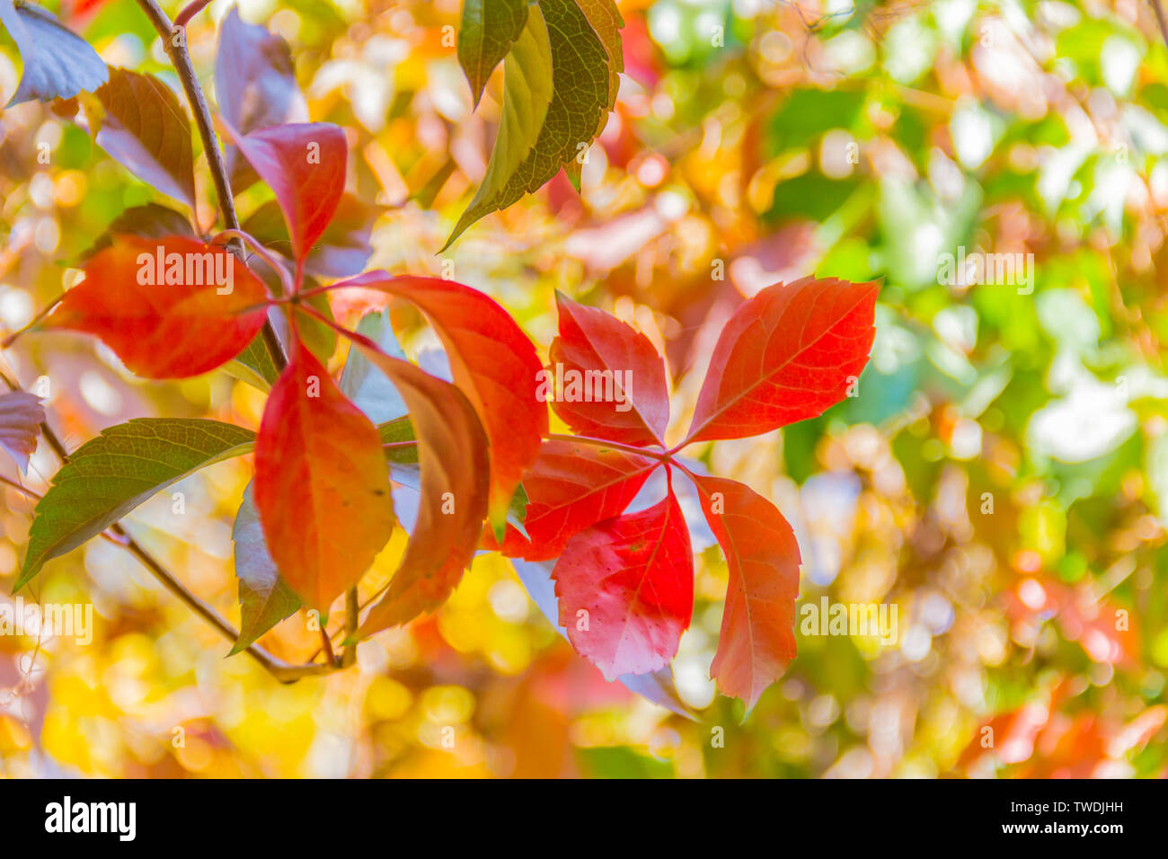 Red climbing tiger Stock Photo - Alamy