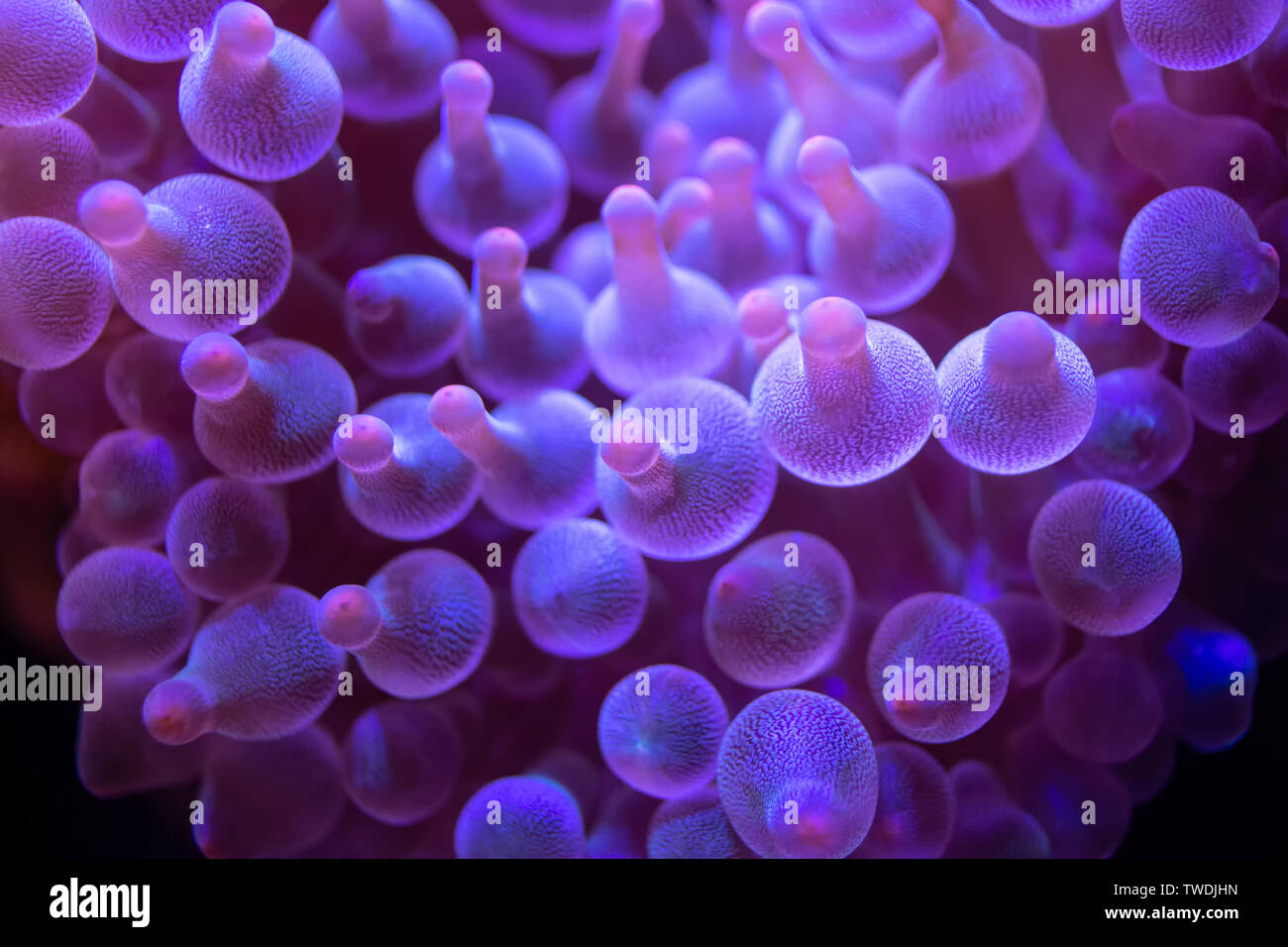 Beautiful sea flower in underwater world with corals and fish Stock ...