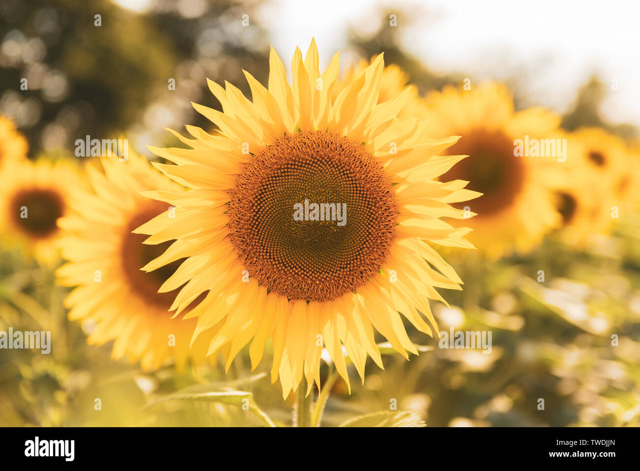 Sunny sunflower field. Bright sunflowers backlit by sun. Focus on the ...