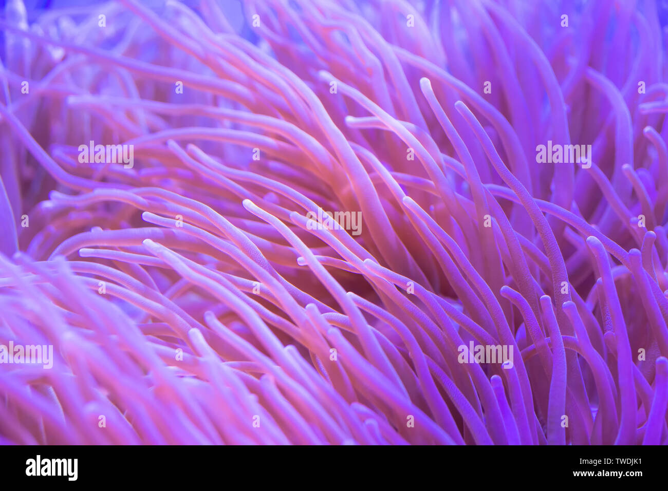 Underwater world corals abstract hi-res stock photography and images ...