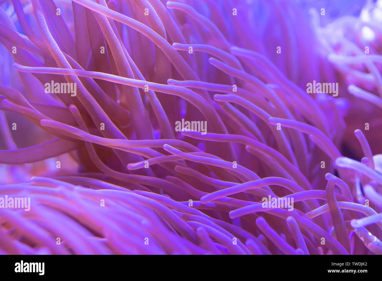 Beautiful sea flower in underwater world with corals and fish Stock ...