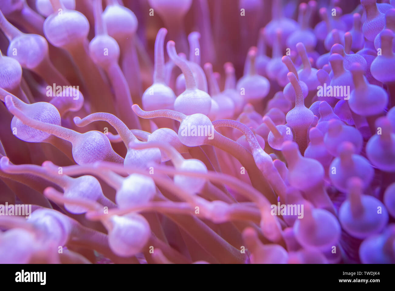 Beautiful sea flower in underwater world with corals and fish Stock ...