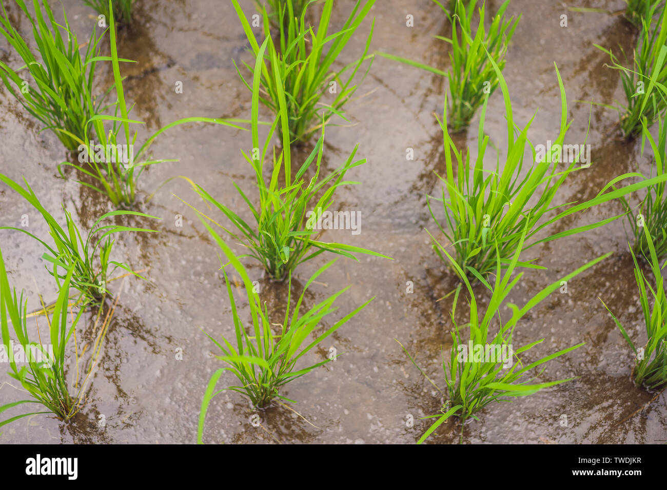 Young rice sprouts grow in hi-res stock photography and images - Alamy