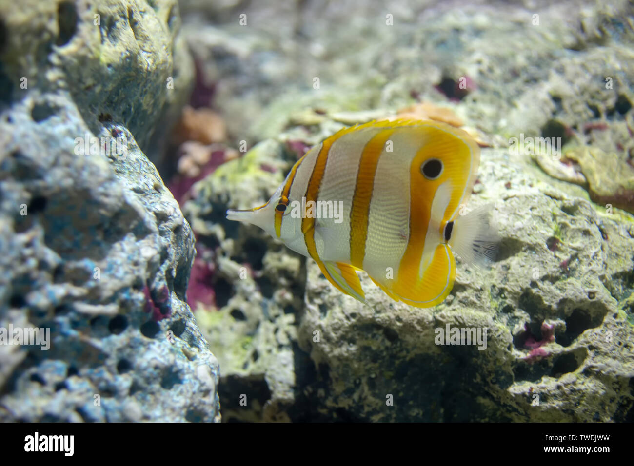 Beautiful fish in the aquarium on decoration of aquatic plants ...