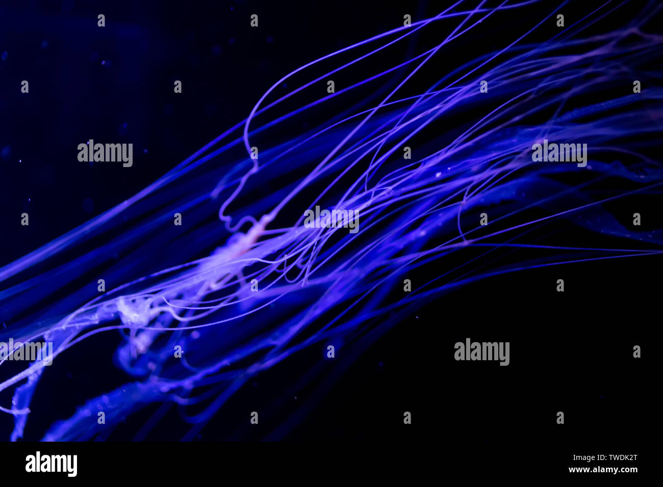 Close-up Jellyfish, Medusa in fish tank with neon light. Jellyfish is ...