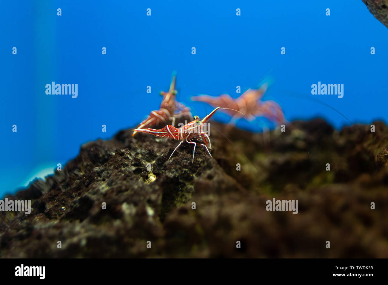 Hinge- beak shrimp, It is beautiful small shrimp in fish tank Stock ...