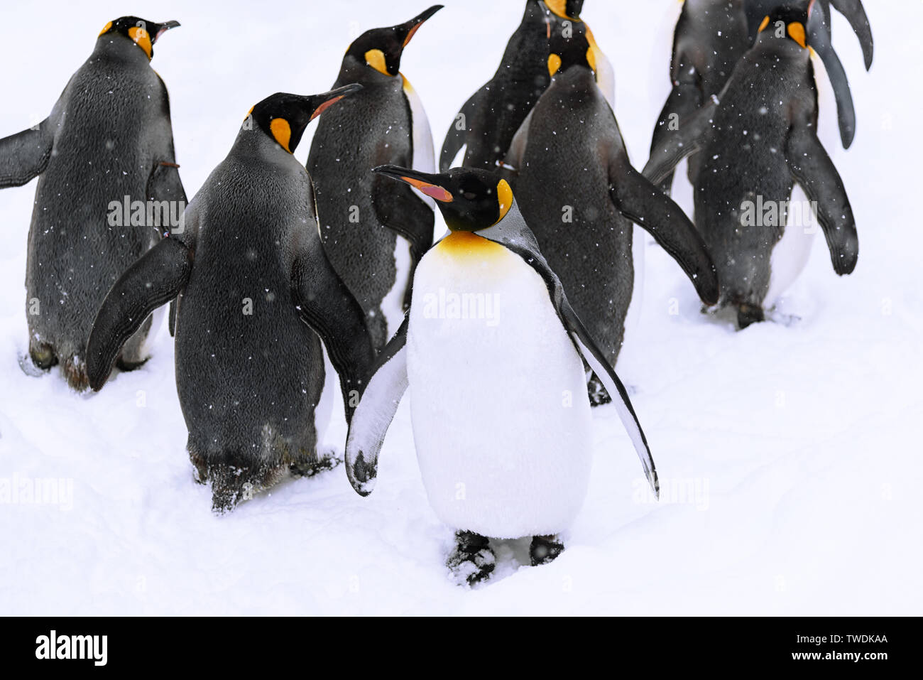 Penguin spot hi-res stock photography and images - Alamy