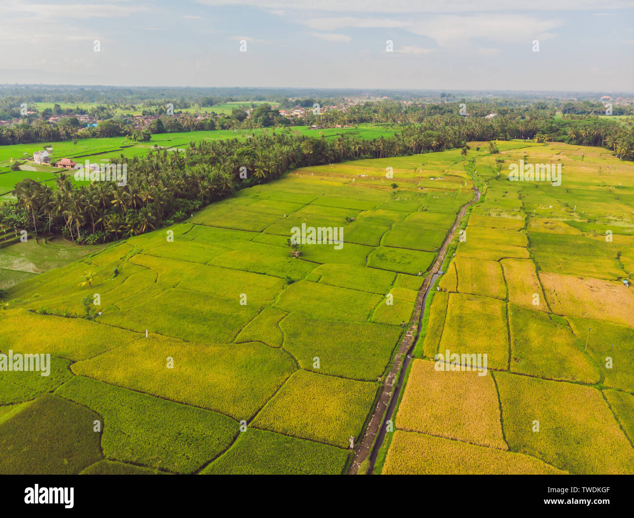Rices fields hi-res stock photography and images - Alamy