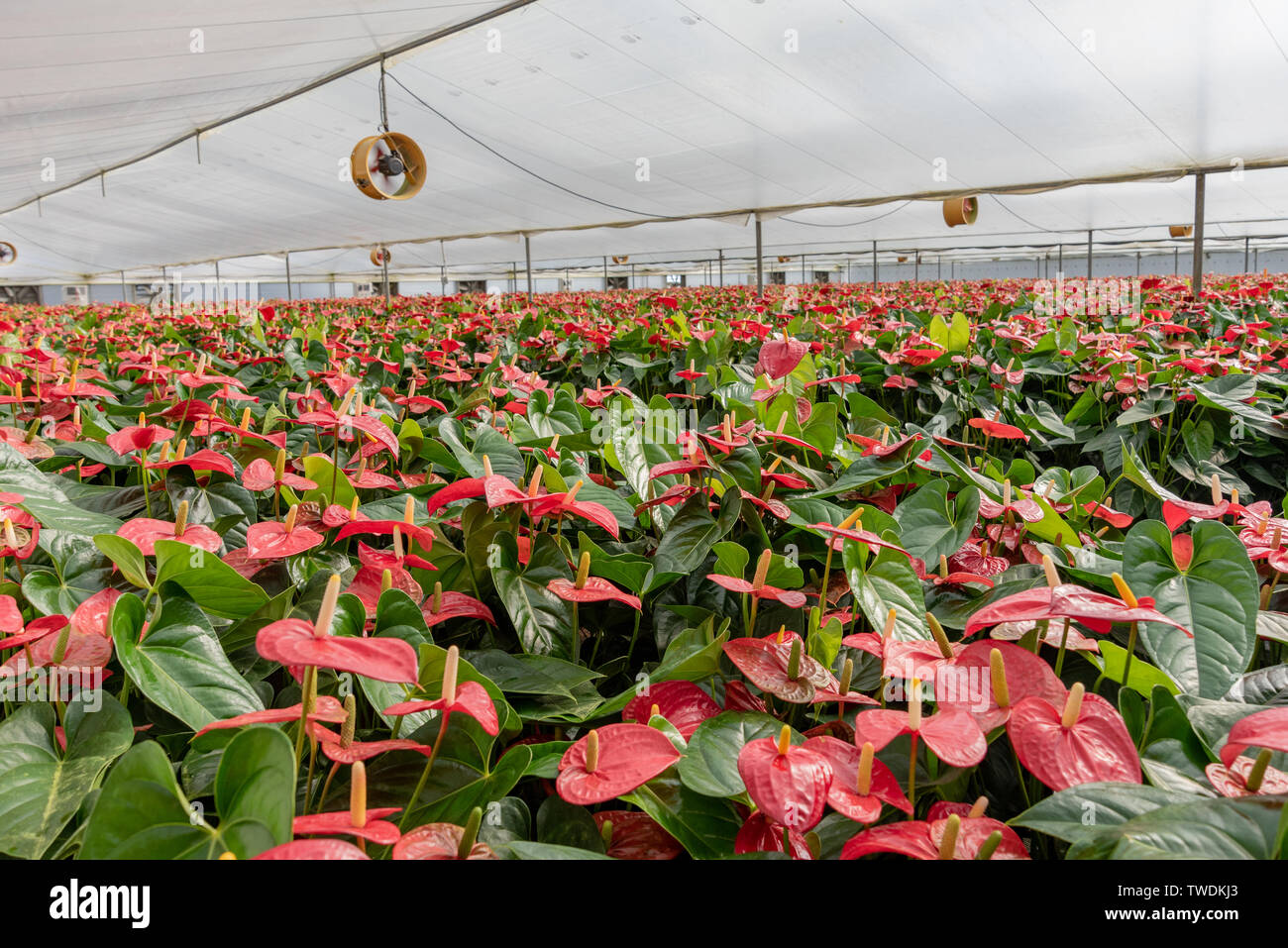 Red palm greenhouse temperature-controlled production shed Stock Photo ...