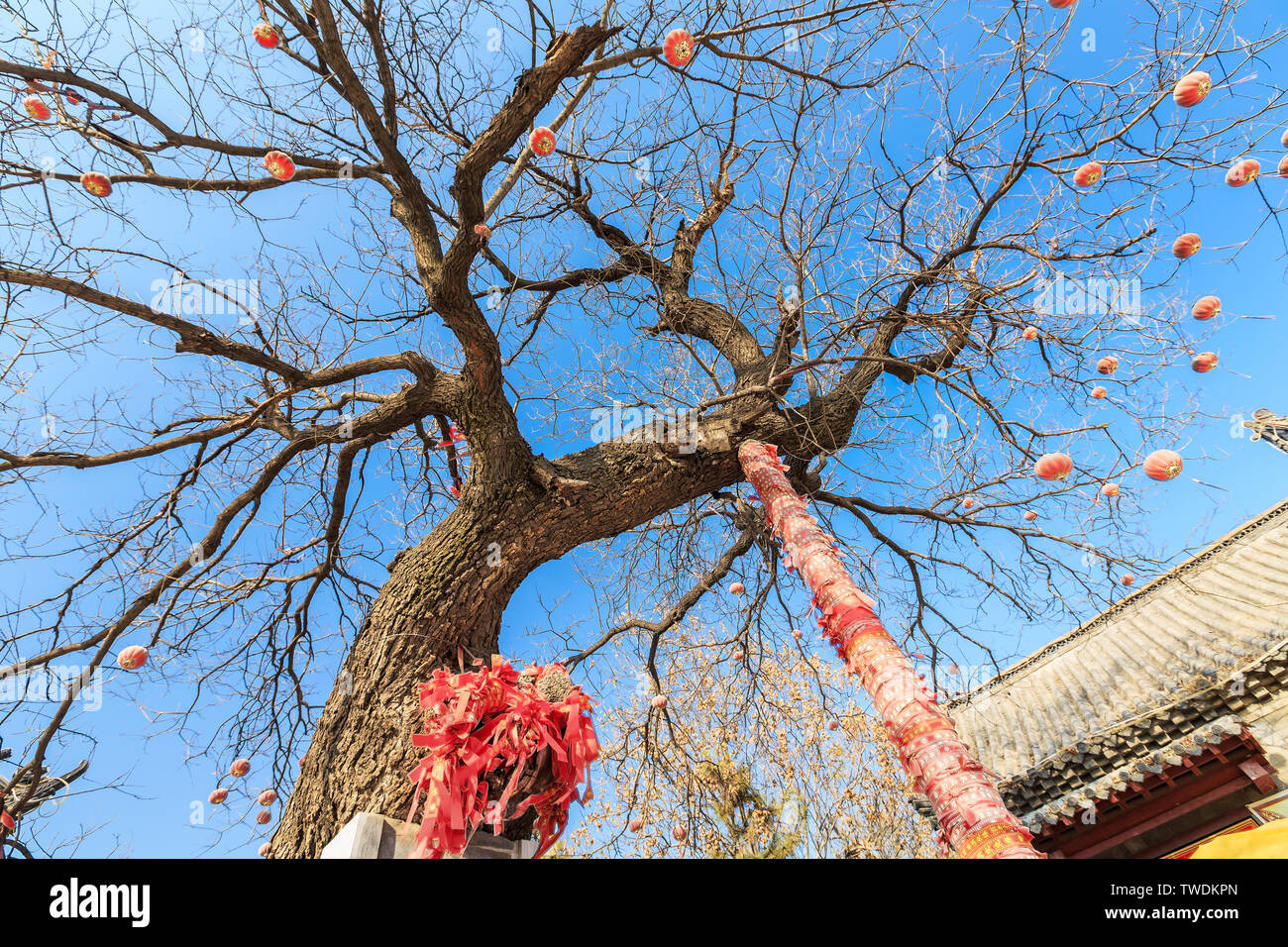 Locust tree branches in hi-res stock photography and images - Alamy