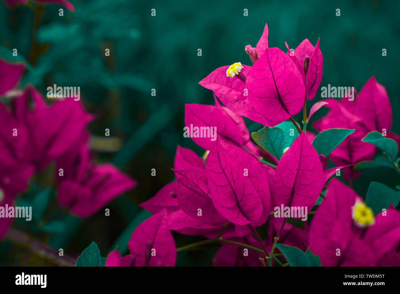 Red Santa Rita flower and greens leaves Stock Photo - Alamy