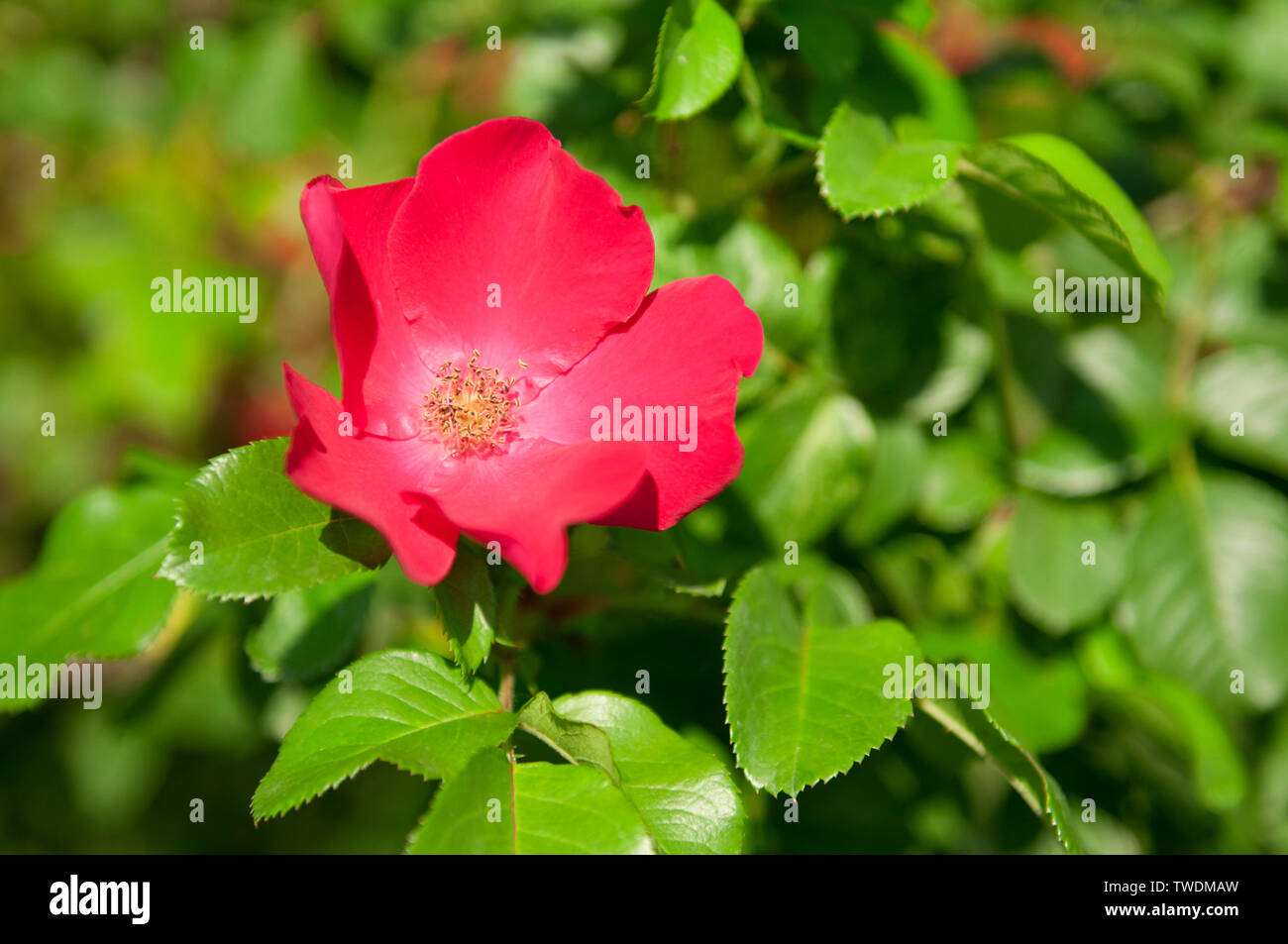 Briar flower hi-res stock photography and images - Alamy