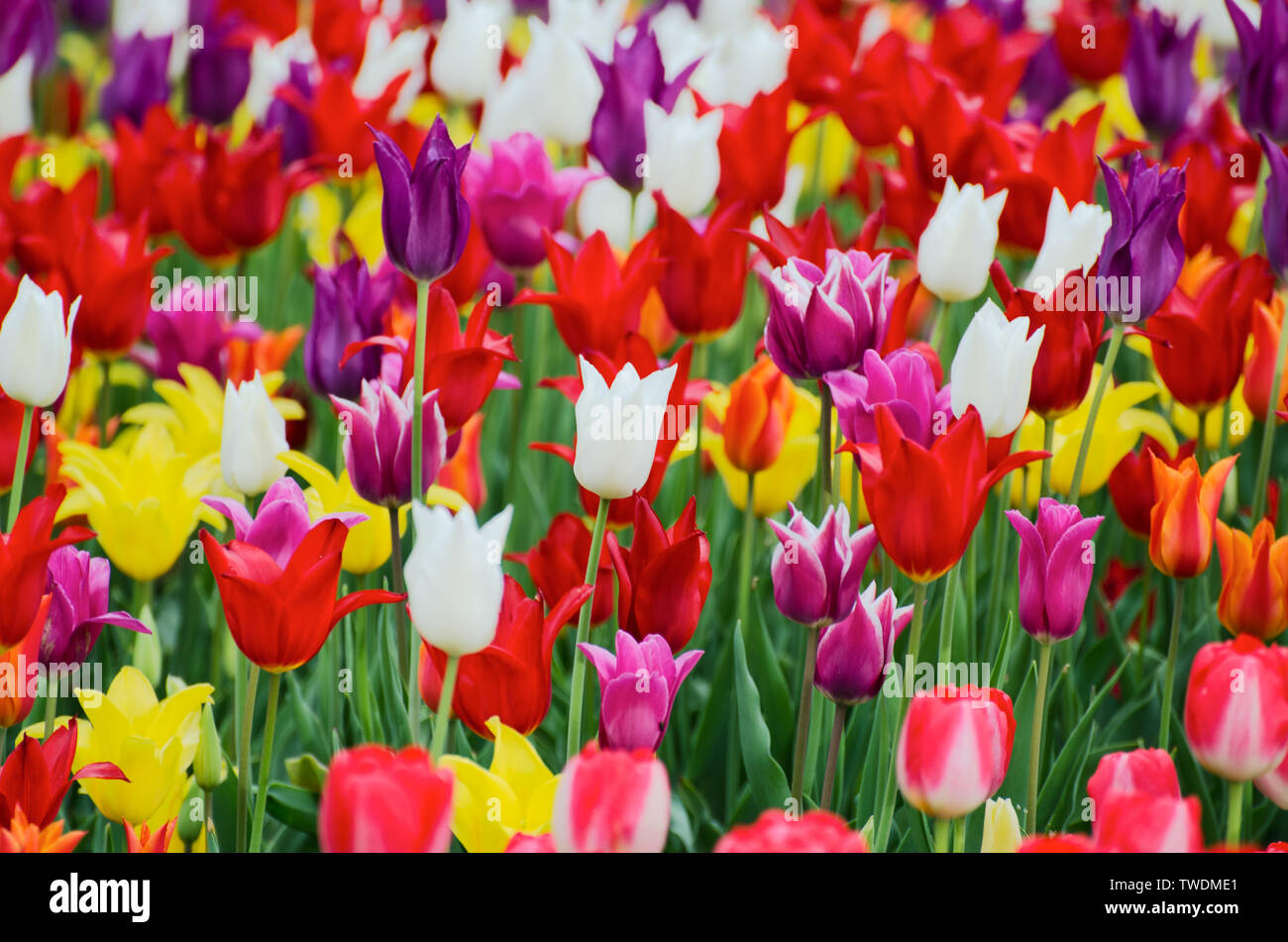 Spring tulip flowers background Stock Photo - Alamy