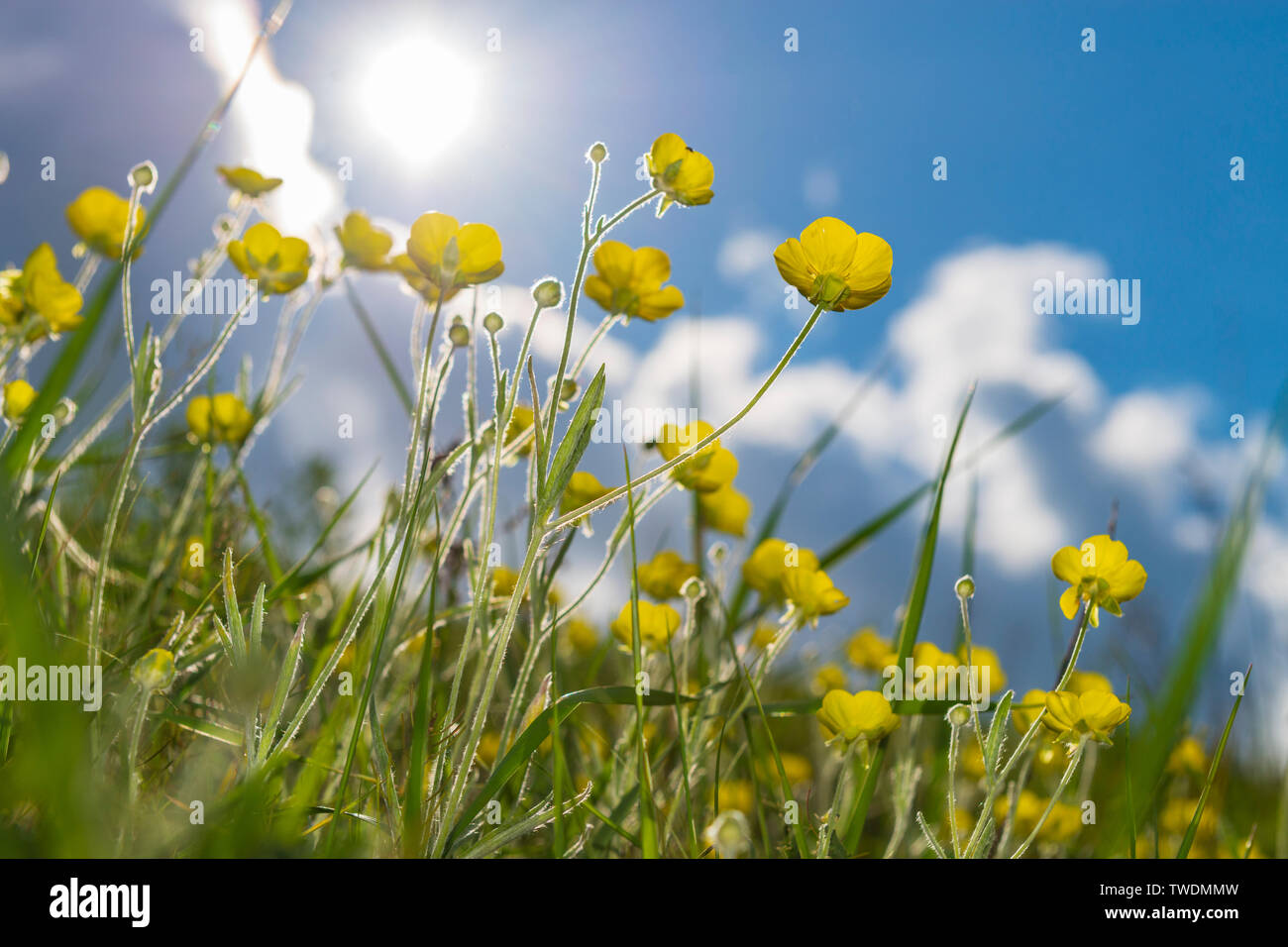 Yellow spring flowers and bright sunny sky. Vivid spring scene Stock ...