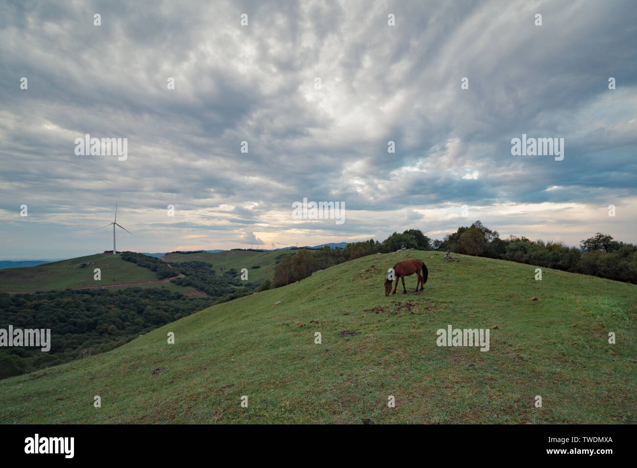 Qingqing hi-res stock photography and images - Alamy