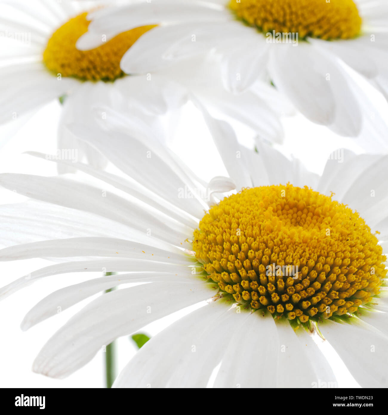 White daisy flowers background, square composition Stock Photo - Alamy