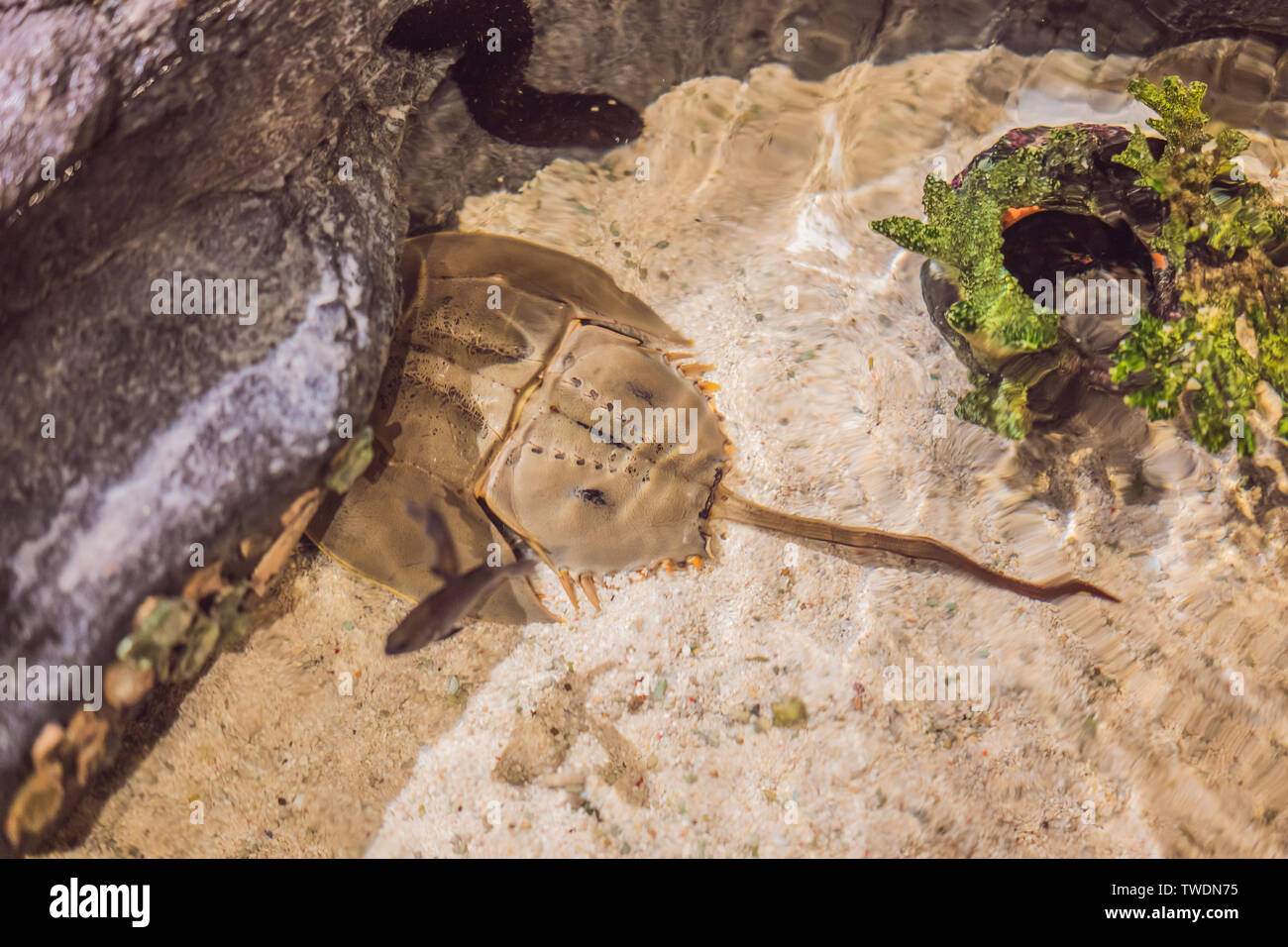 The horsetail crab is a detachment of aquatic helicera from the ...