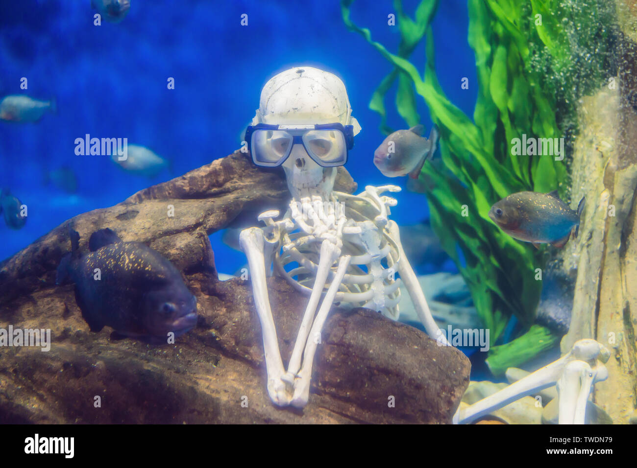 Pygocentrus nattereri. Skeleton and piranha in an aquarium Stock Photo ...