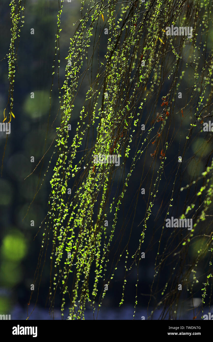 The willow branches in the spring wind Stock Photo - Alamy